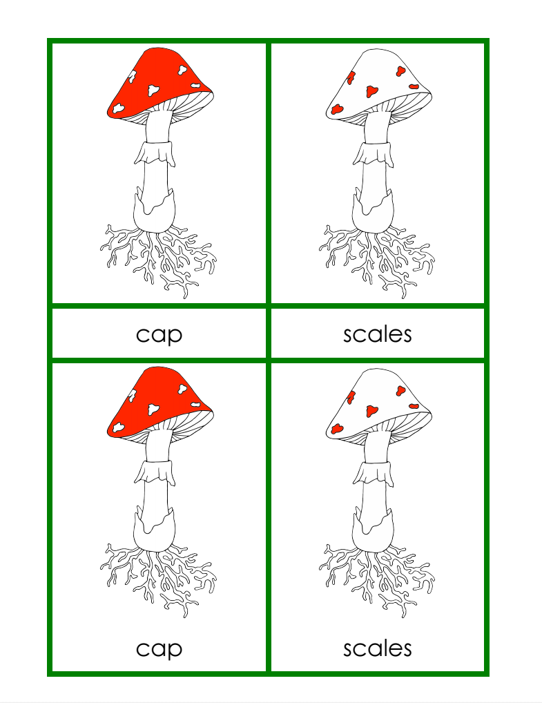 Mushroom Nomenclature Cards FREEBIE! | Little Learning Lane