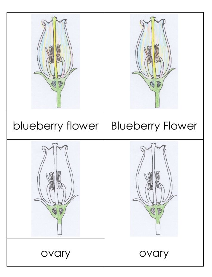 Blueberry Flower 3-Part Cards FREEBIE! | Little Learning Lane