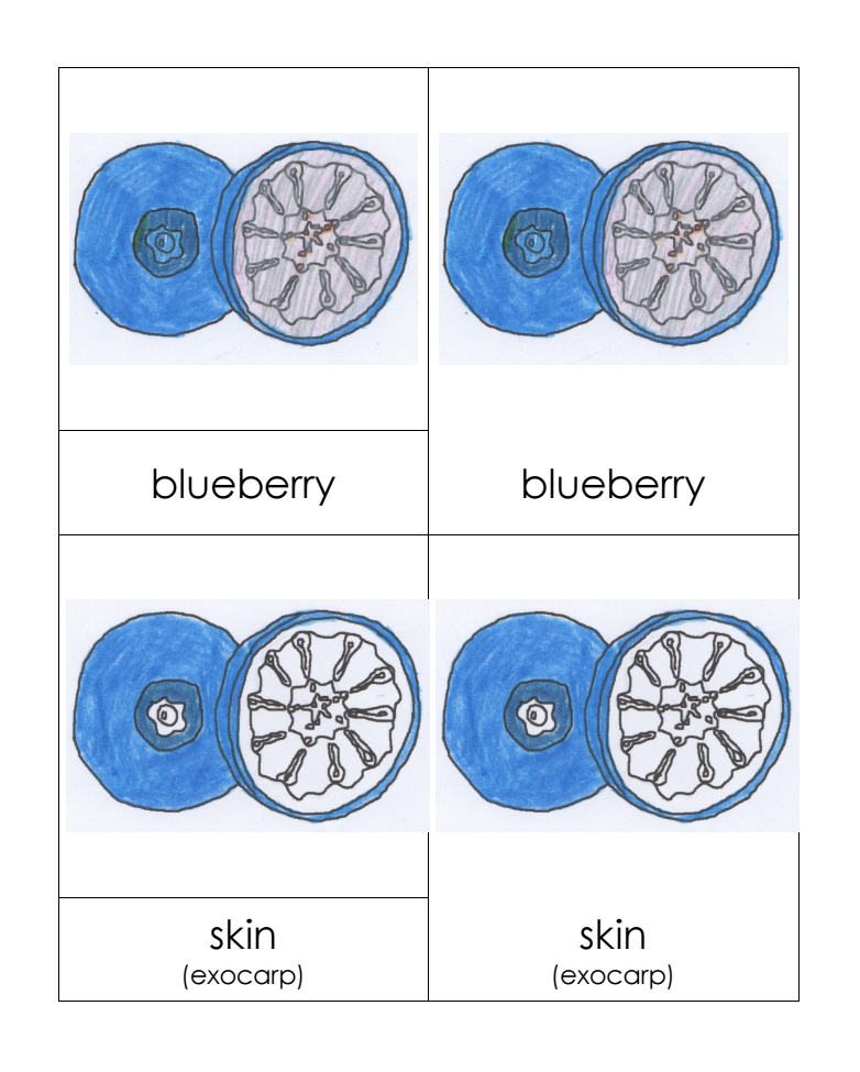 Blueberry 3-Part Cards FREEBIE! | Little Learning Lane