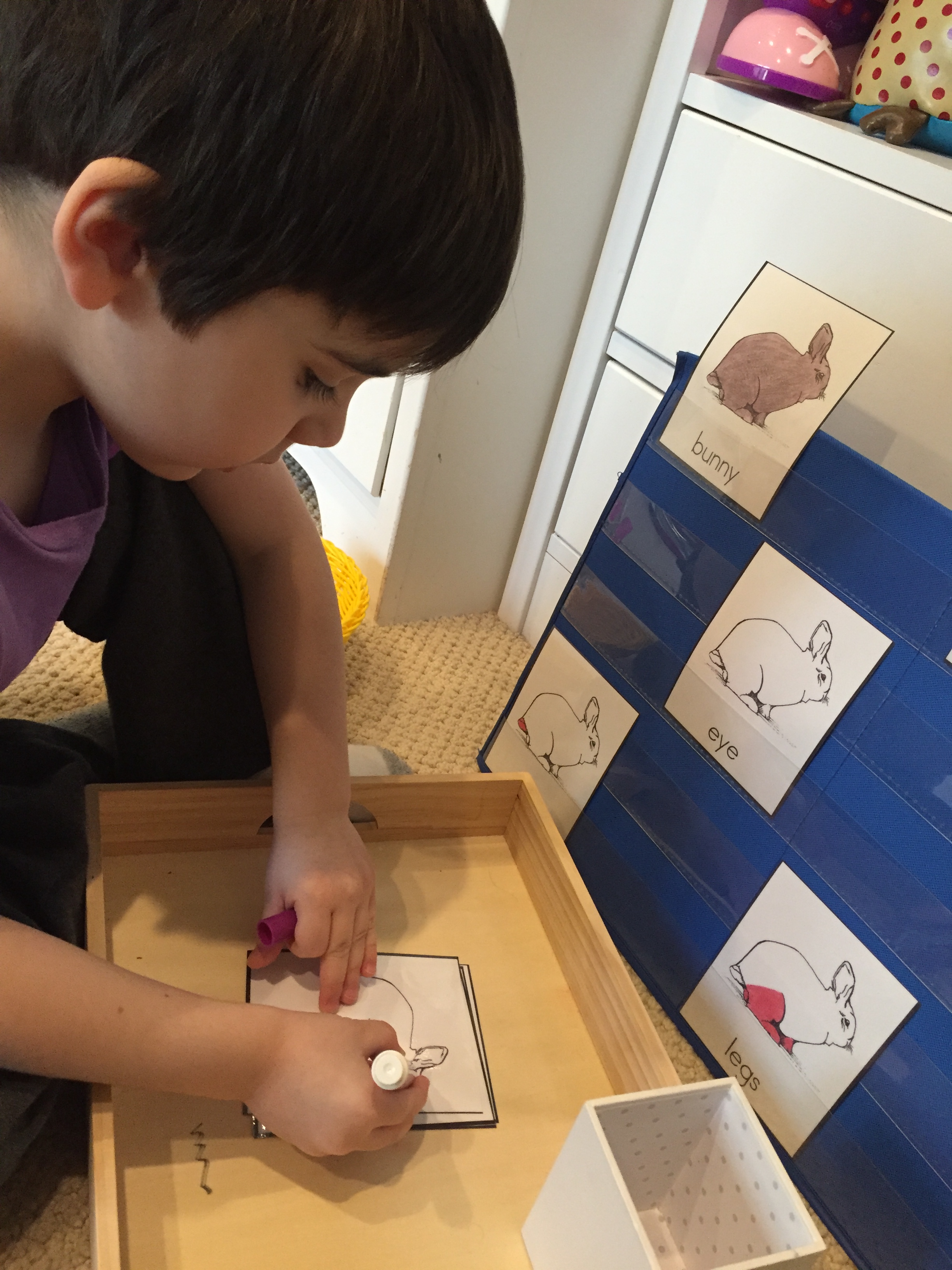 rabbitanatomy | Little Learning Lane