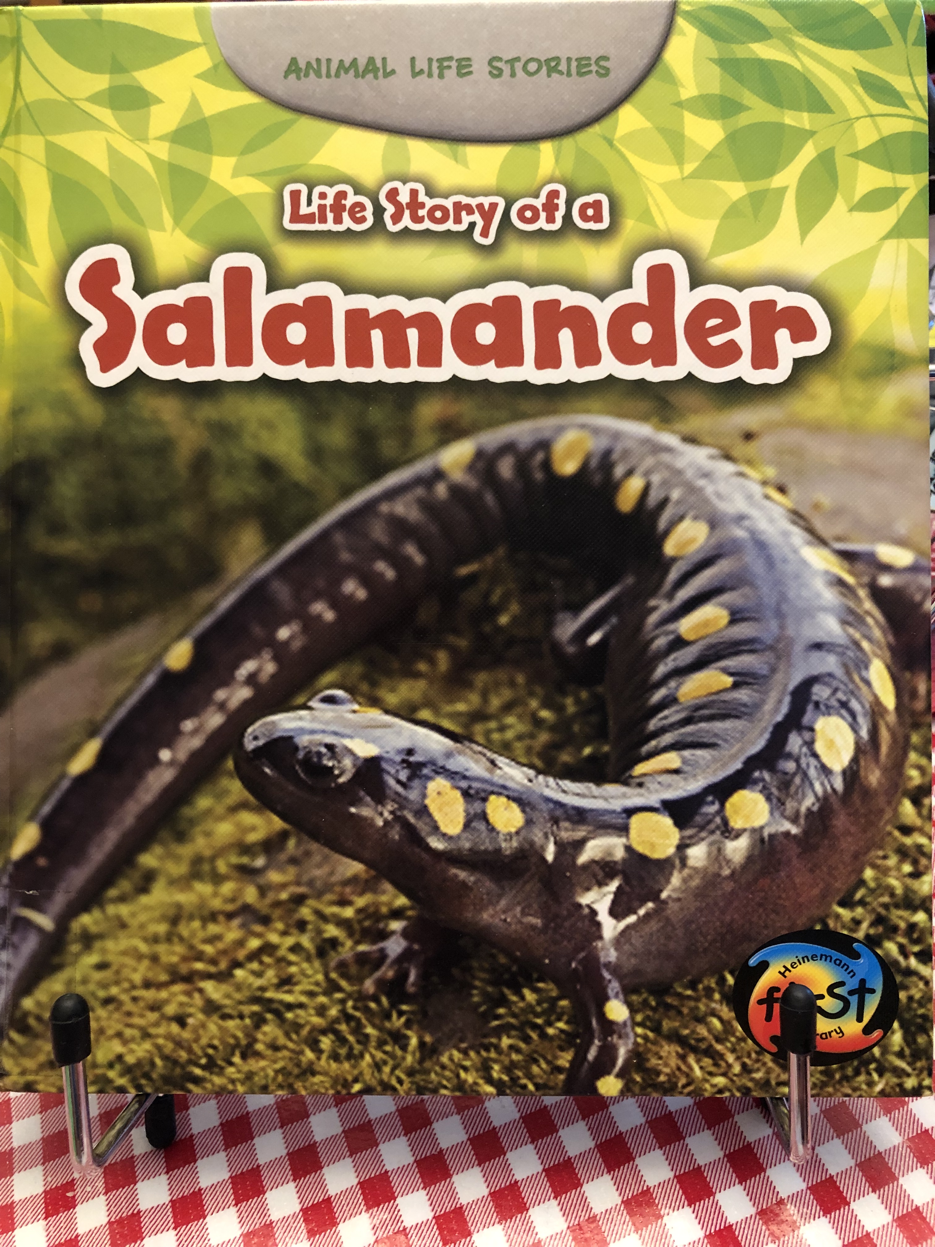 The Salamander Room | Little Learning Lane