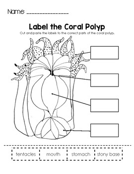 label-the-coral-polyp | Little Learning Lane