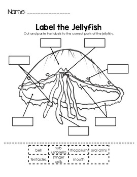 label-the-jellyfish | Little Learning Lane